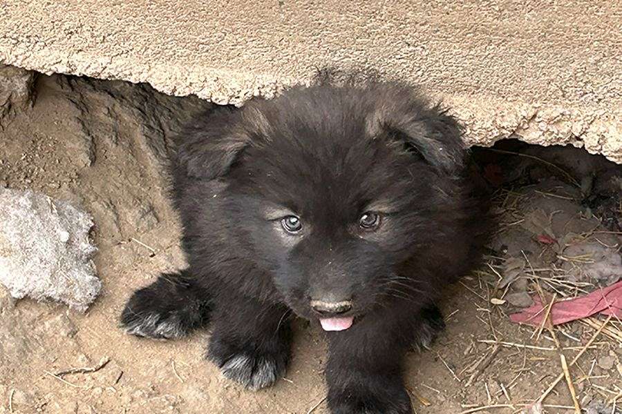 Smartest, most loyal little guy you will ever find!