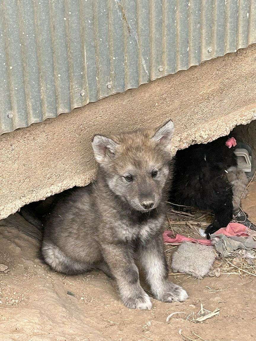 Smartest, most loyal little guy you will ever find!