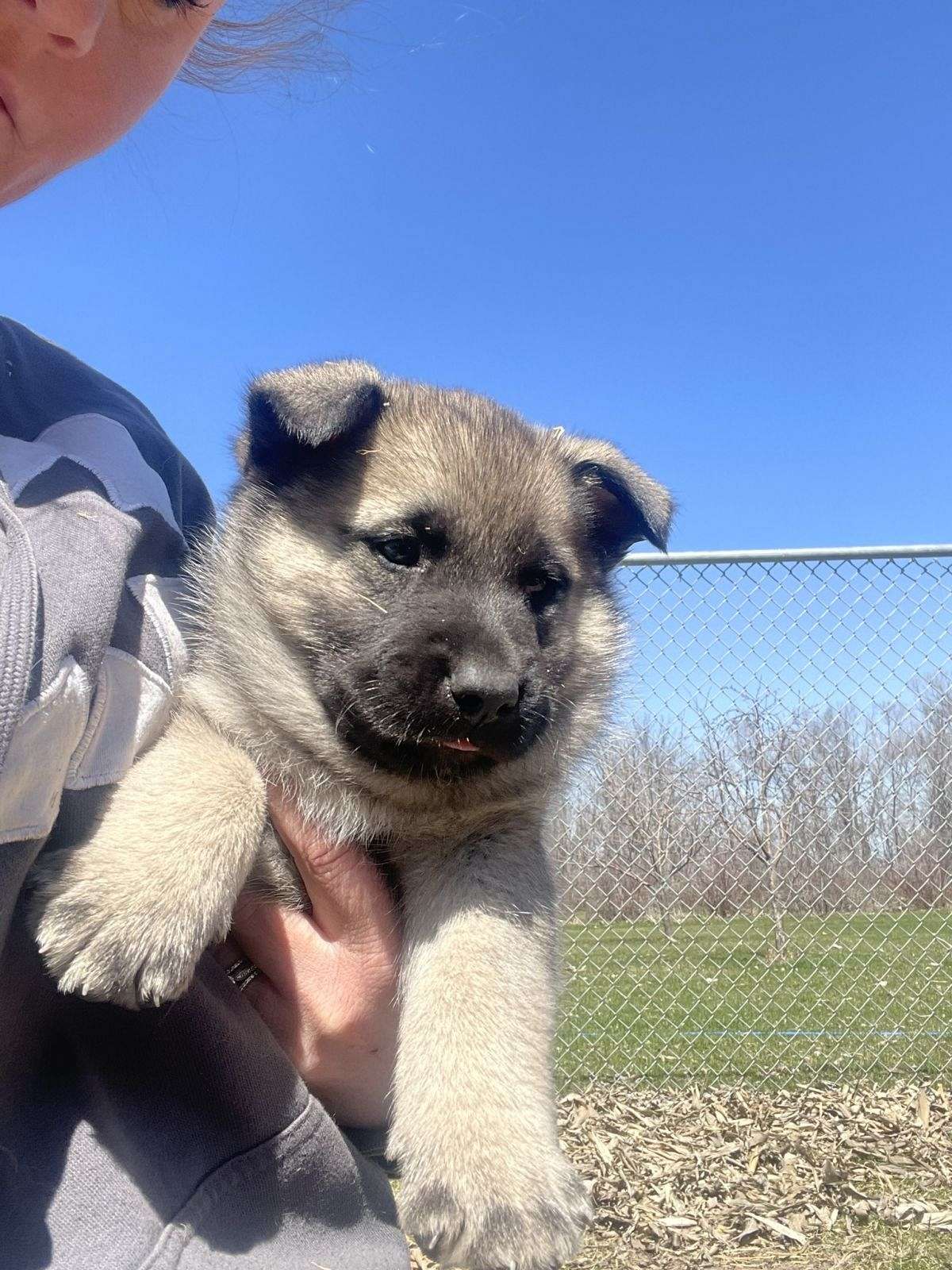 Norwegian Elkhound puppies