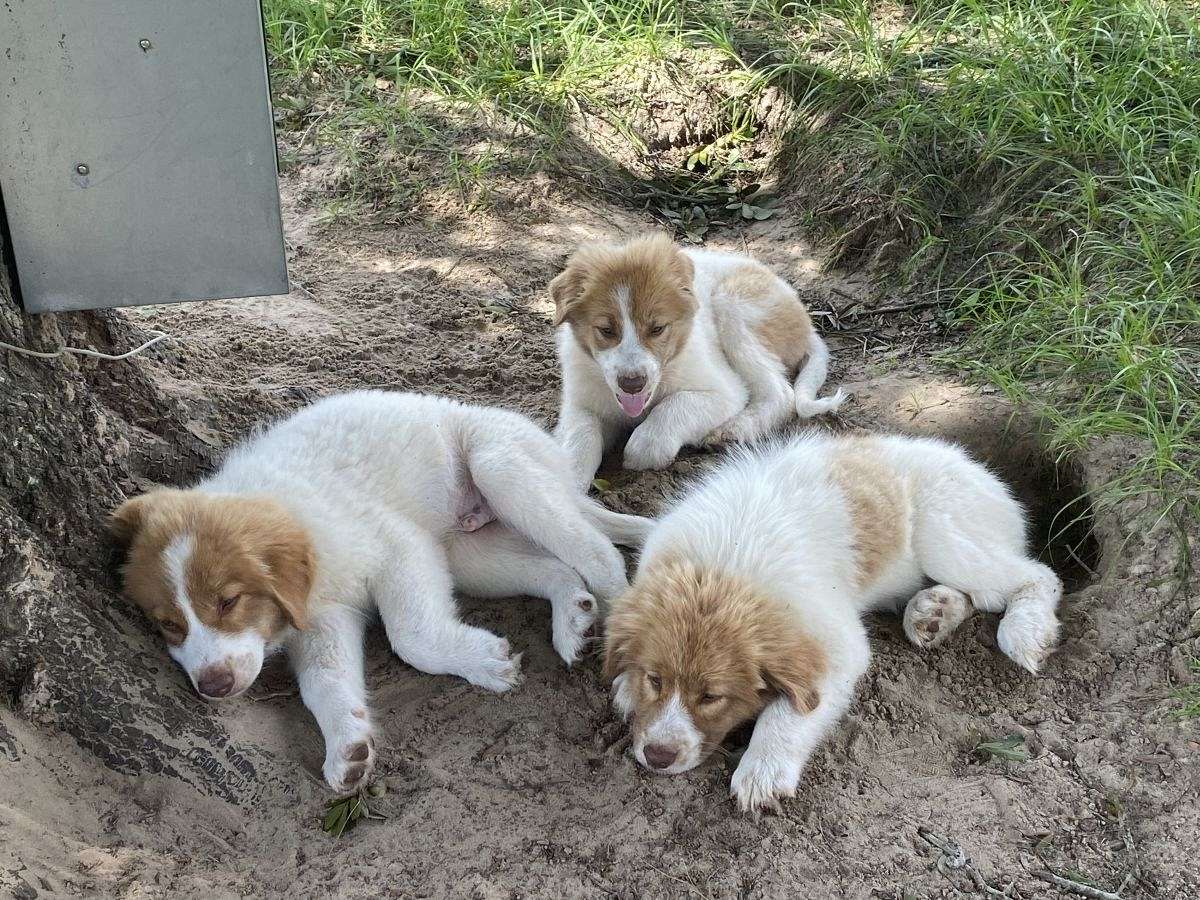 Karakachan livestock guard dog puppies