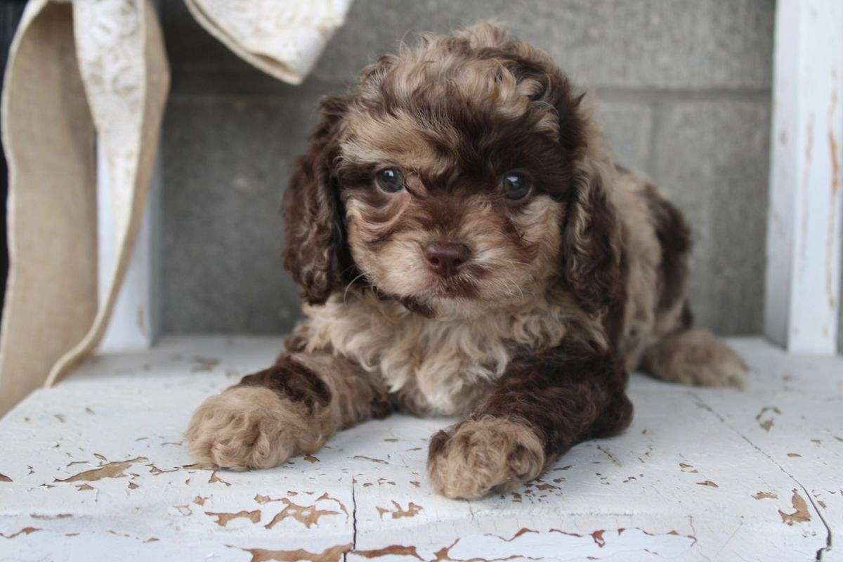 Scarlette Female F1B Cavapoo
