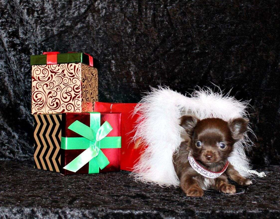 Stunning Apple Head Long and Short Coat Chihuahua Puppies, Exotic Colors