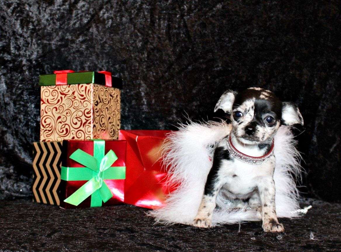 Stunning Apple Head Long and Short Coat Chihuahua Puppies, Exotic Colors