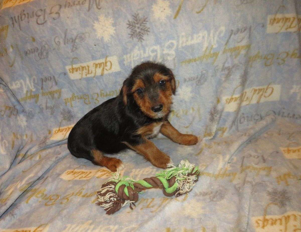 Yorkie puppies (accepting deposits)