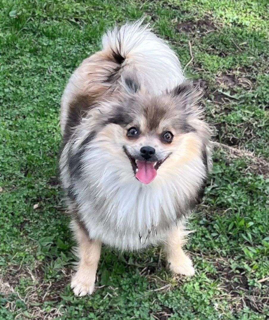 Pomeranian beautiful female puppy