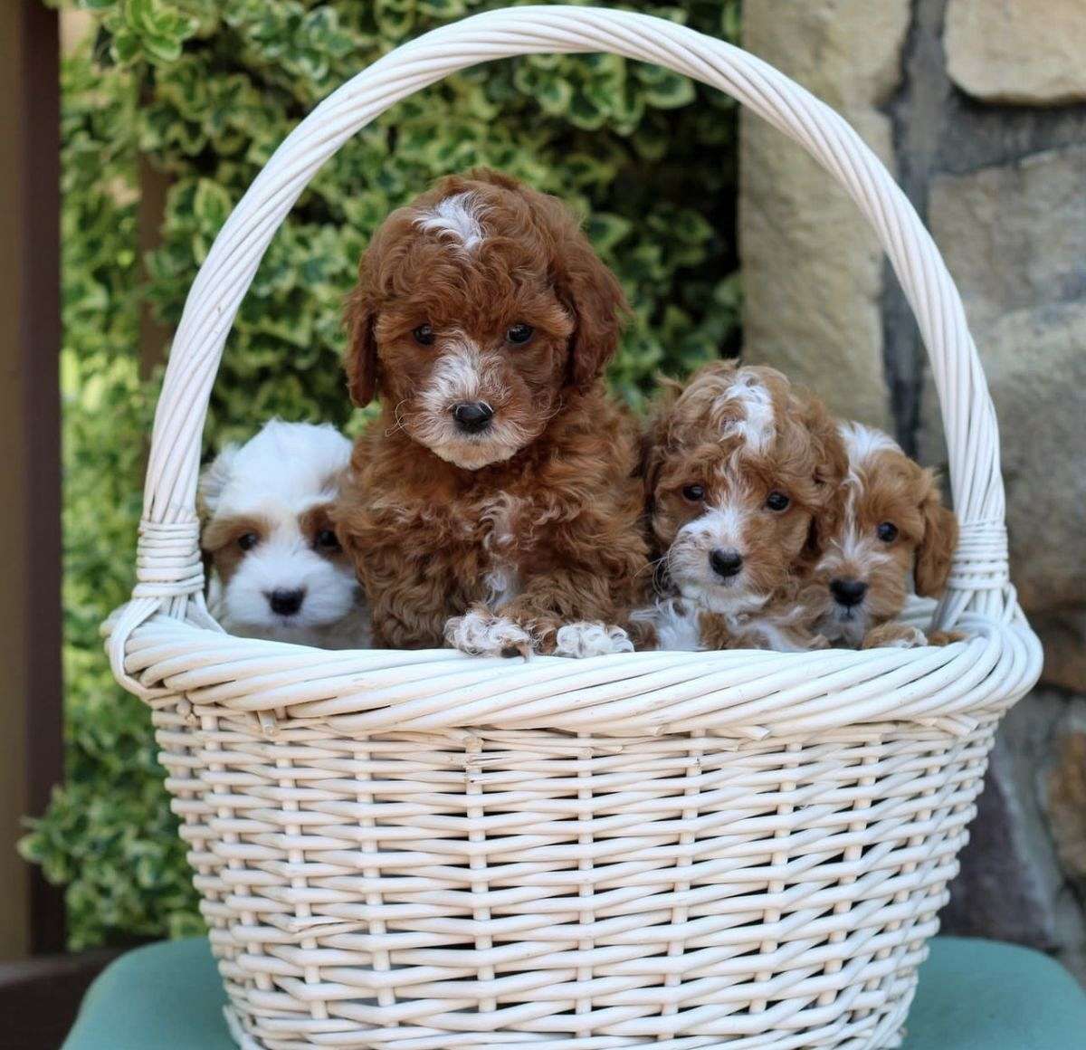 Cavapoo puppies