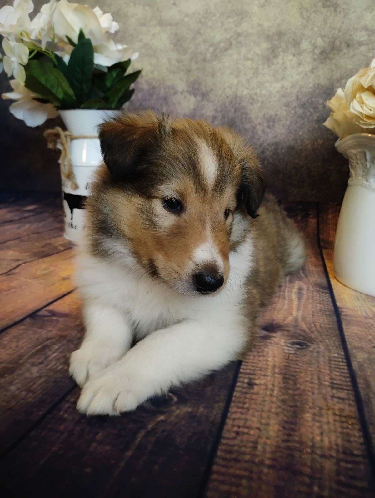 AKC Collie