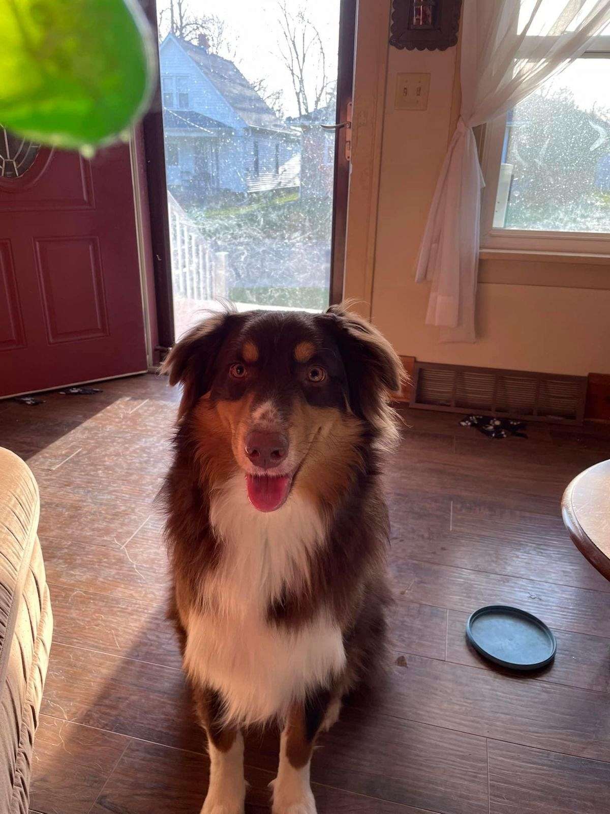 Australian Shepherd: Meet Charlie: Your New Best Friend!
