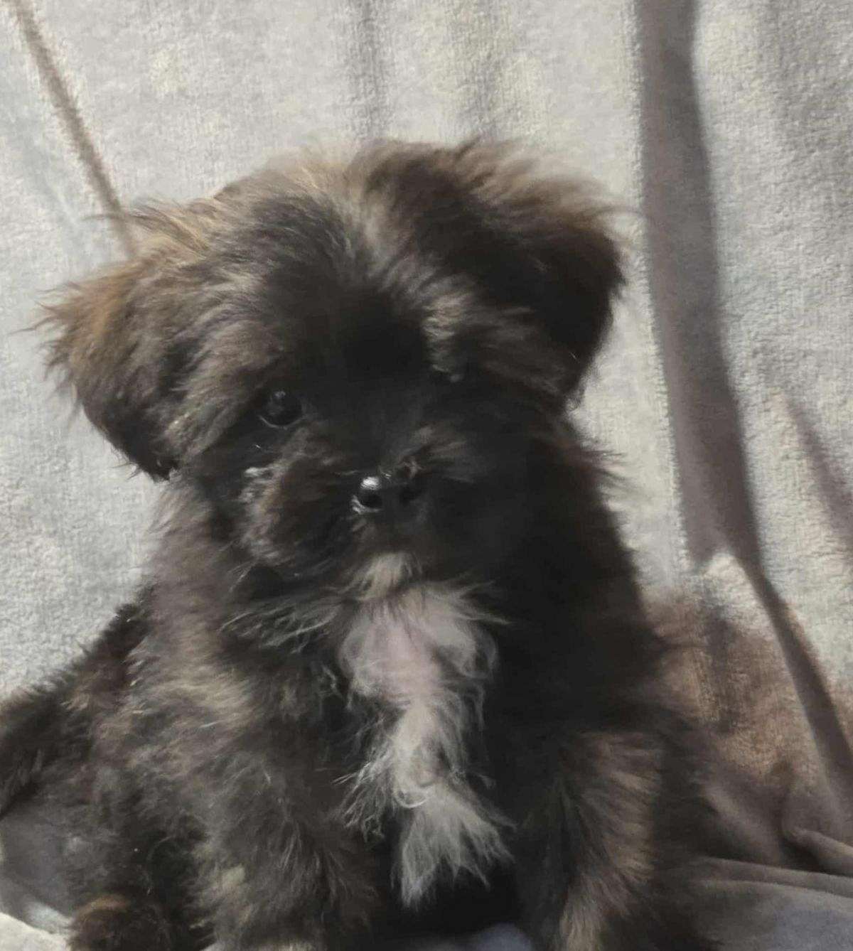 Male shih poo/shih tzu puppy