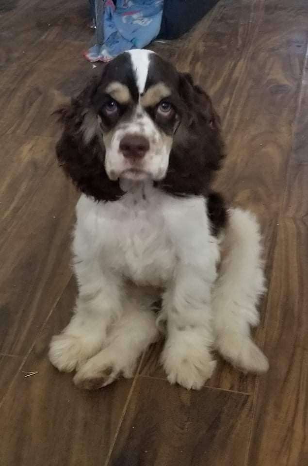 Meet Oscar — Our Laid-Back Gentleman