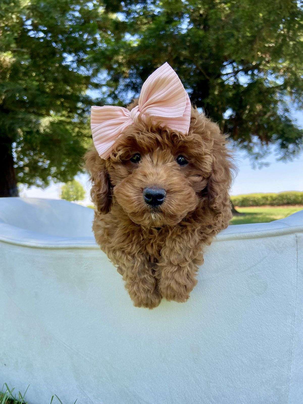 Adorable Cockapoo Puppies Health Tested and Family Raised