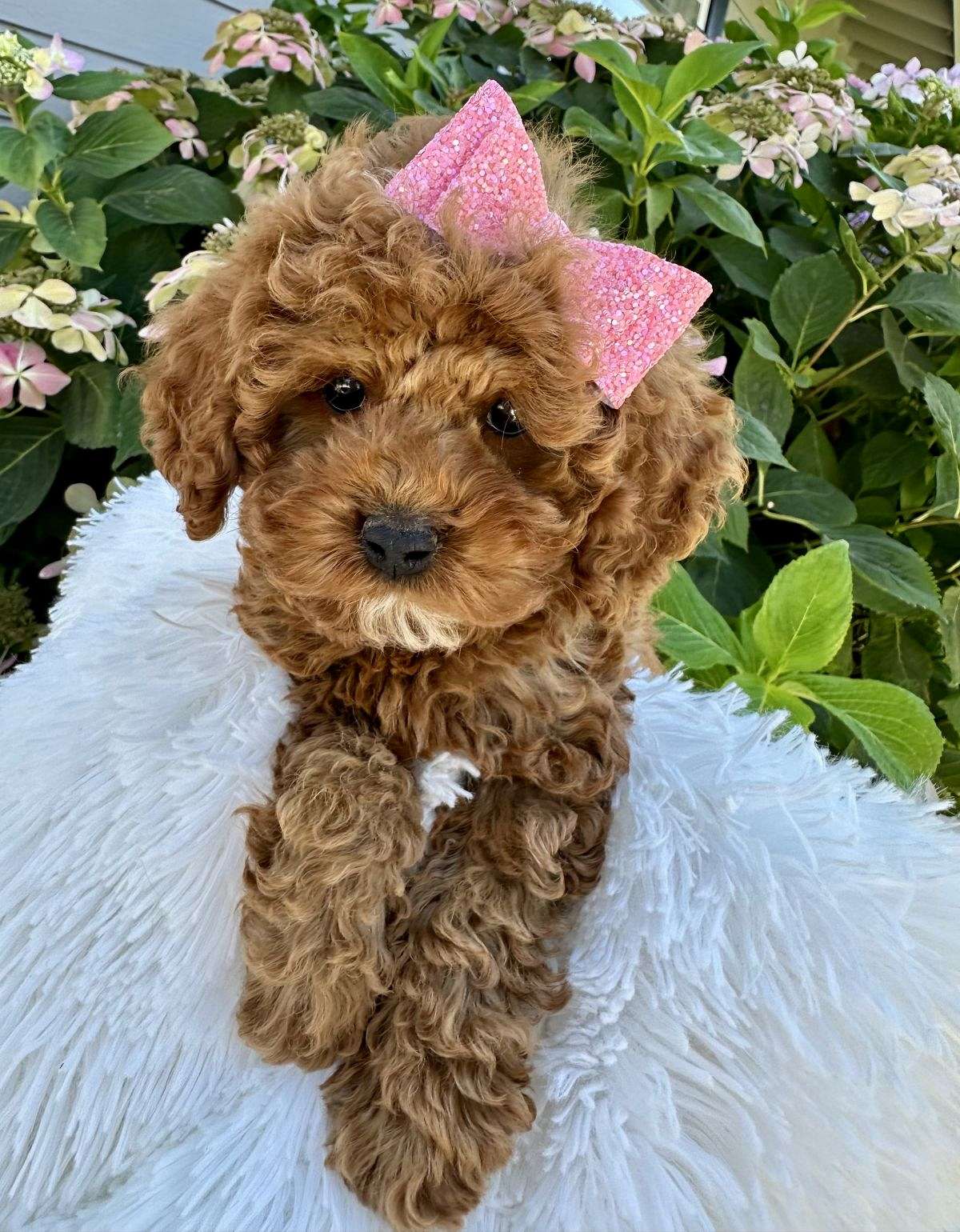 Adorable Cockapoo Puppies Health Tested and Family Raised