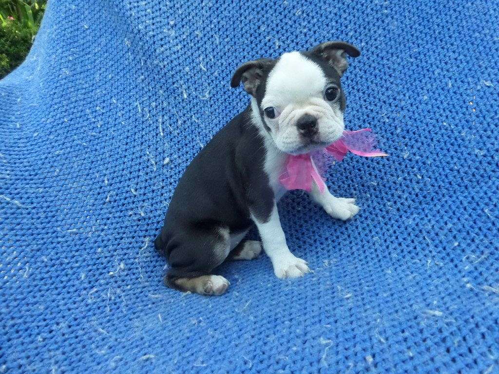 Boston Terrier Puppies