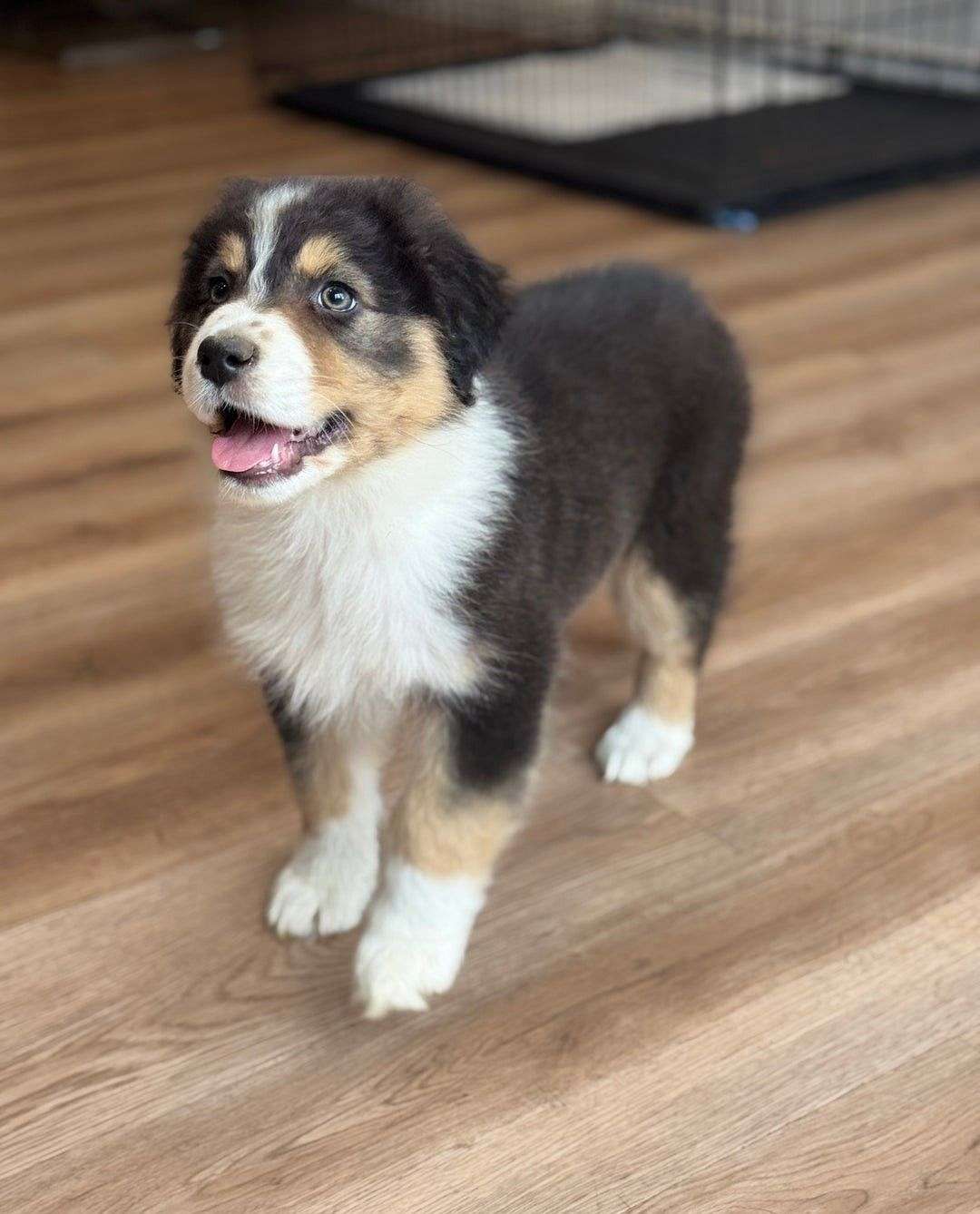 Nice and Healthy Australian Shepherd Puppies Available