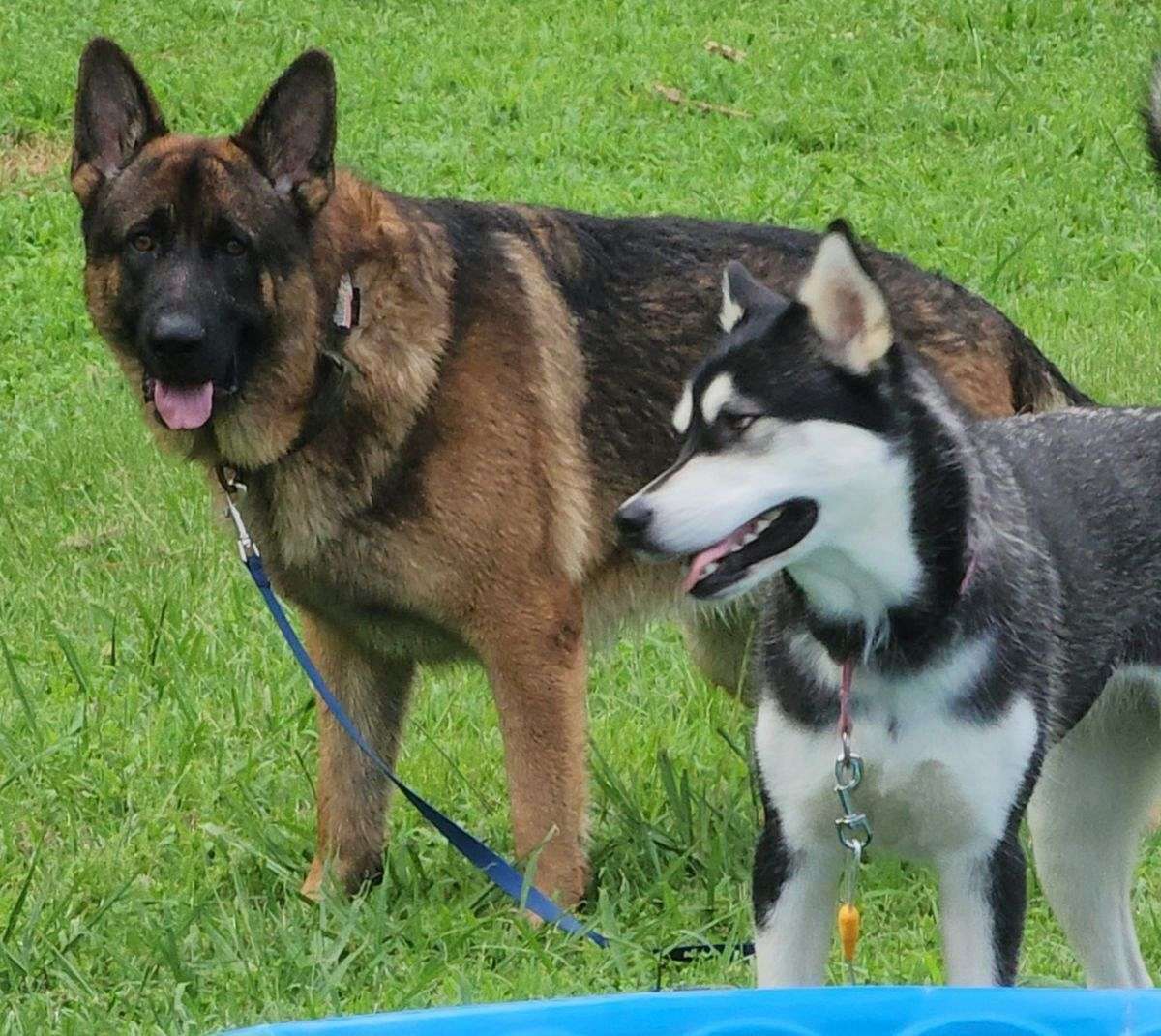 Alaskan Shepherd Puppies Available – Hand Raised & Well Loved