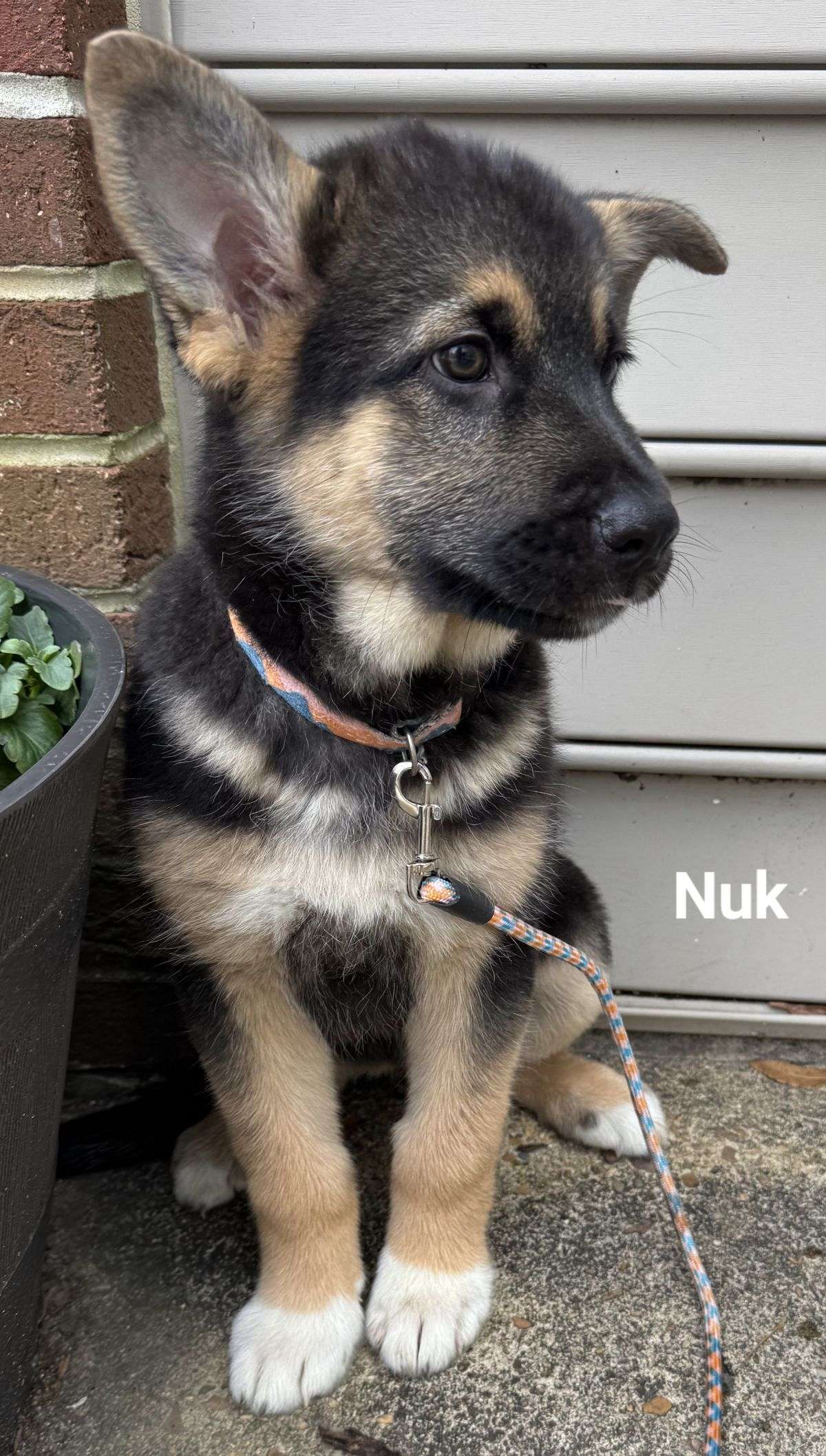 Alaskan Shepherd Puppies Available – Hand Raised & Well Loved