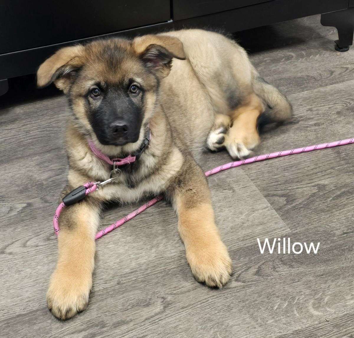 Alaskan Shepherd Puppies Available – Hand Raised & Well Loved