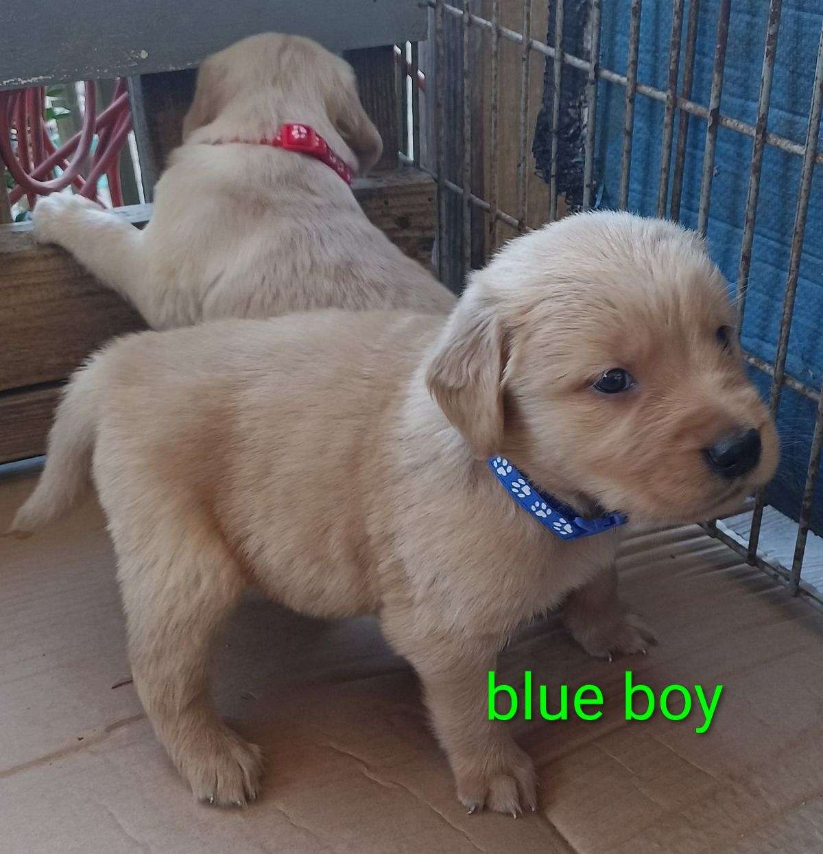 Beautiful AKC Golden Retriever Puppy