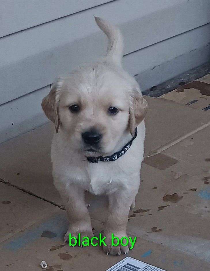 Beautiful AKC Golden Retriever Puppy