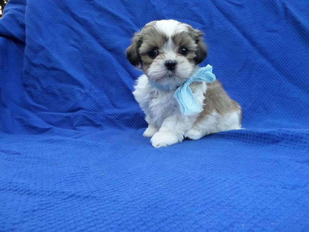 Shihpoo Puppies