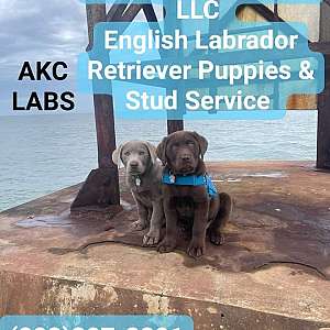 Dog Breeder Directory