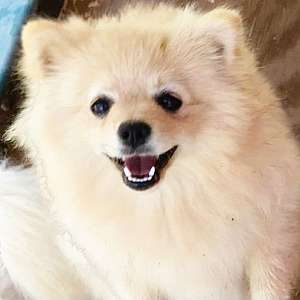 Dog Breeder Directory