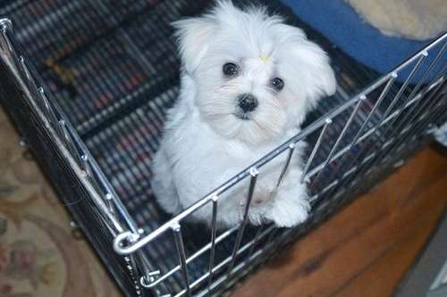 Snow White Tea-Cup Maltese Puppies for sale