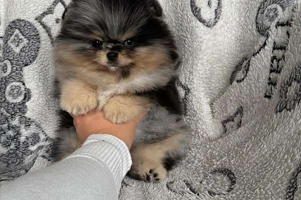 Rottweiler puppies for sale