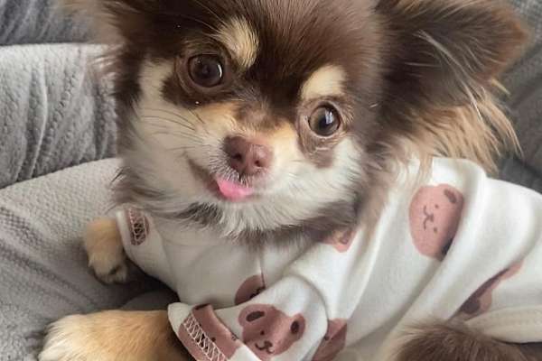 Find English Bulldog Puppy for sale