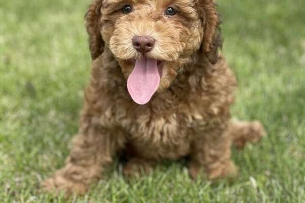 Multigen Male Mini Labradoodle Puppy