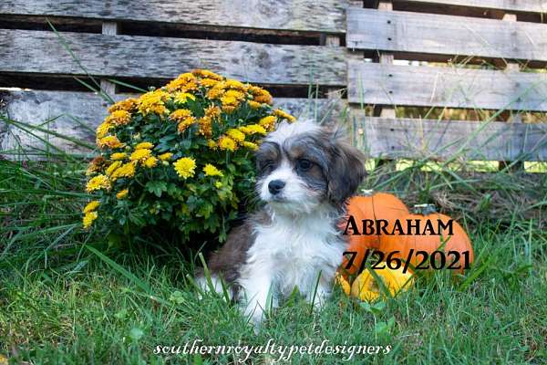 Cavaton male puppy Abraham