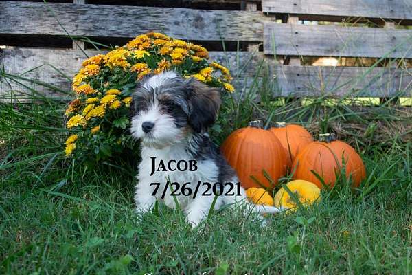 Cavaton male puppy Jacob