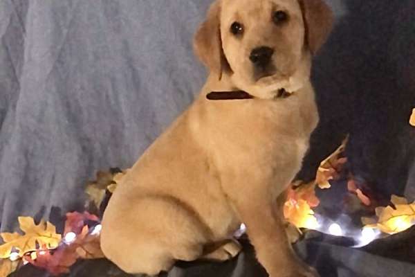 Opal—cute and fat little lab