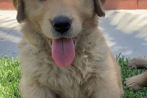 Golden Retriever puppies