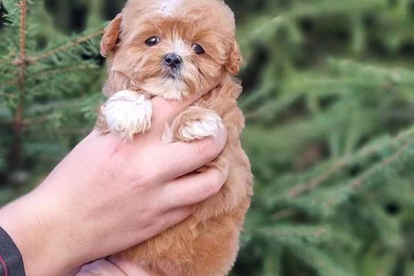 MAX - Toy Maltipoo