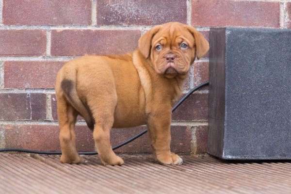 Dogue De Bordeaux puppies for sale