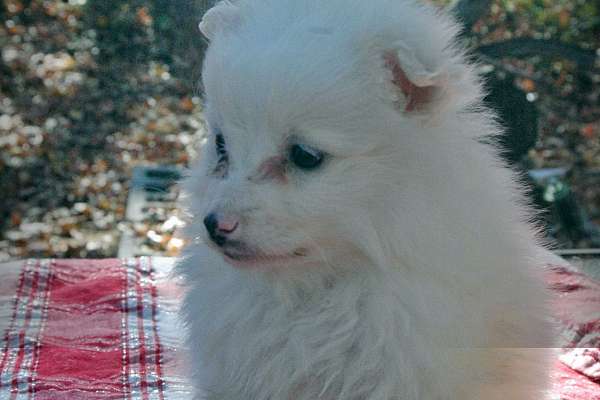 Pomimo for Christmas