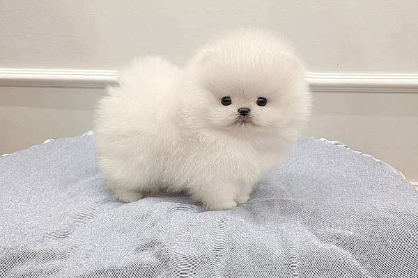 Absolutely beautiful adorable and playful luxury white Pomeranians