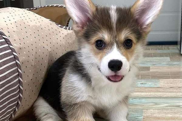 Quality AKC reg Pembroke Welsh Corgi Pups