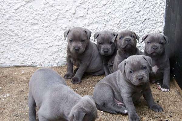 Chunky chocolate Labrador Retriever Puppies