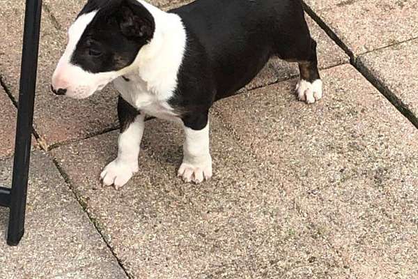Bull Terrier puppies now ready