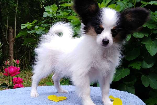 Papillon Puppy