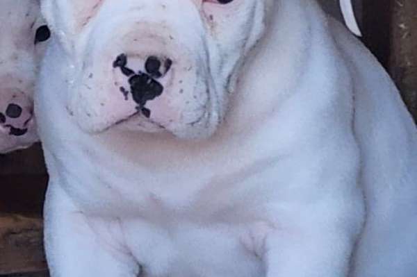 Home of the Belvidere Bulldogs (AB) Puppy Available