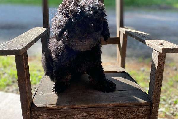 F1B Cockapoo Puppy - Non-Shedding/Hypoallergenic