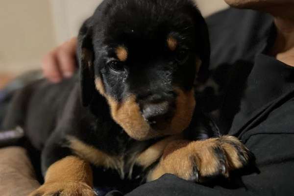 Rottweiler