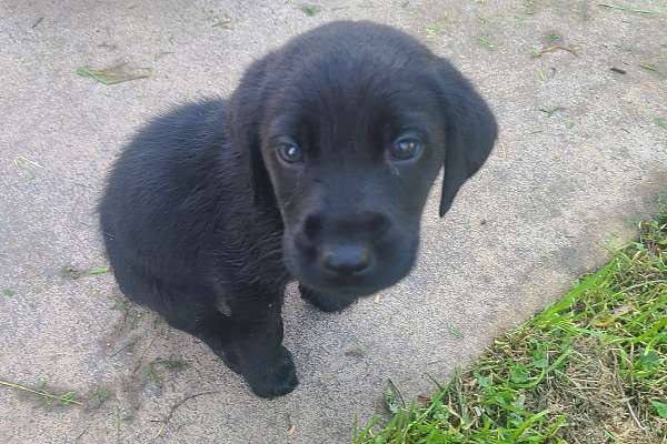 Jack - Black Lab Puppy