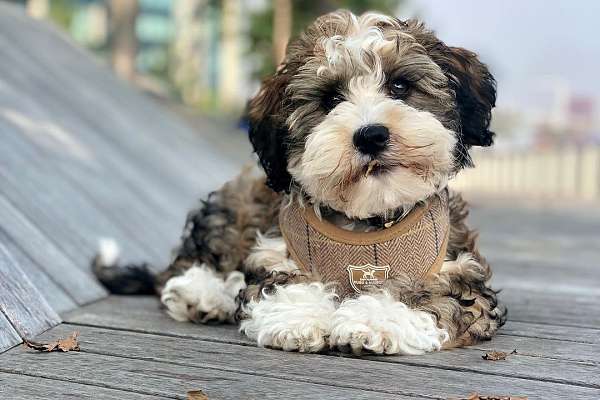Teacup and Standard Havanese Puppies Available (Boka)