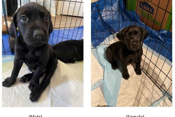 Lab / German short hair pointer puppies