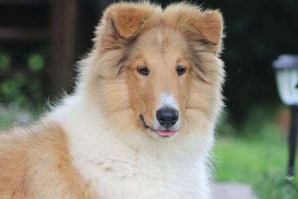 Gorgeous Rough Collie Boy - Ready to Go Home Now.