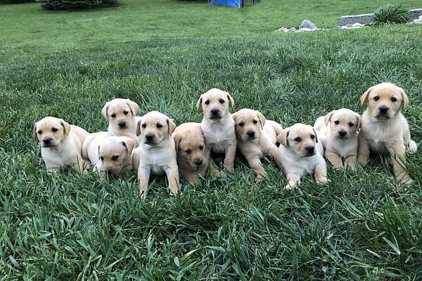 Yellow Lab Puppies AKC Registered